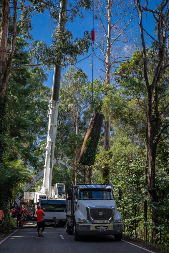 Complex Tree Removal - Greenworks